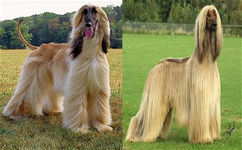 21 самая красивая порода собак в мире сегодня