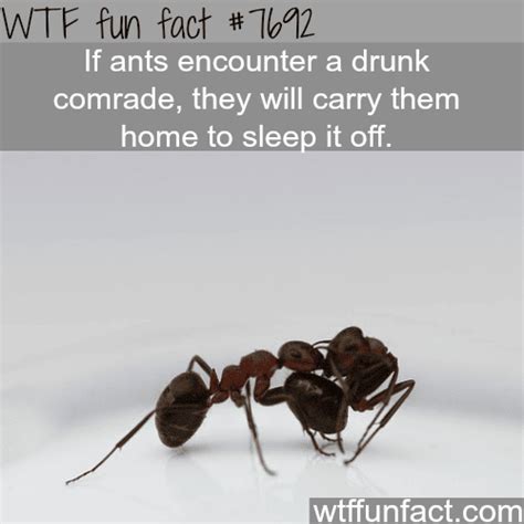 Ants Will Carry Their Drunk Comrades Home Wtf