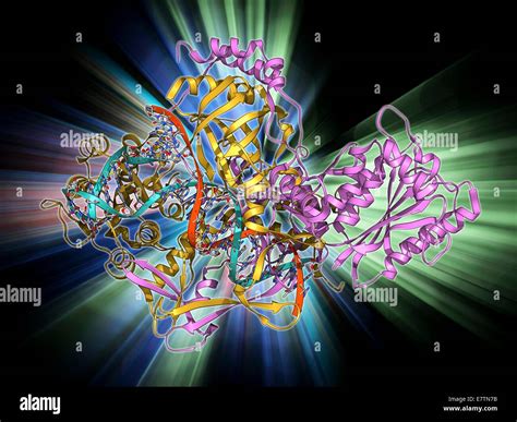Repair Protein And Dna Molecular Model Of The Ku Heterodimer Yellow And Pink Bound To A