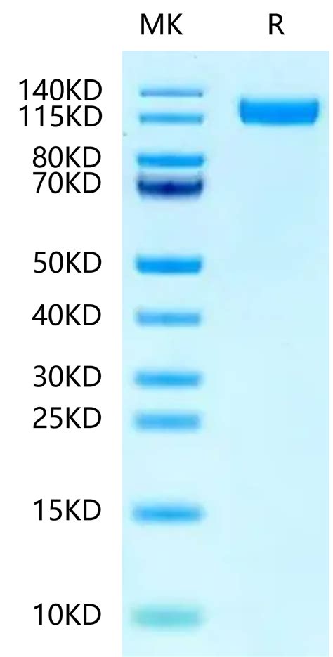 Human P Selectincd62p Protein Sel Hm10p Kactus