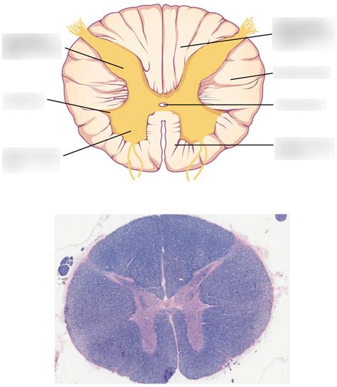 Spinal Cord Anatomy Diagram Quizlet