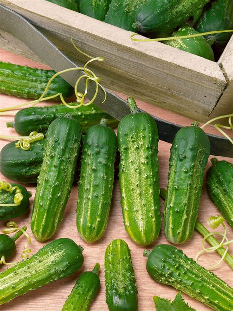 Regal Hybrid Cucumber Seeds Pickling Type 1610 OSC Seeds