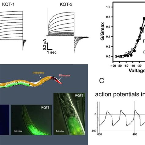 Pdf The C Elegans Research Community