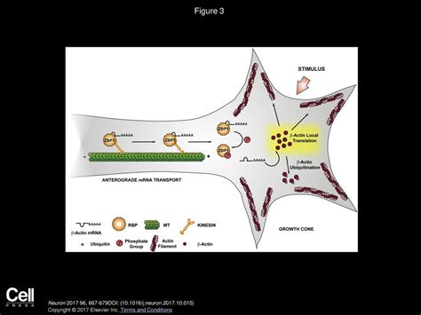 Marco Terenzio Giampietro Schiavo Mike Fainzilber Neuron Ppt Download