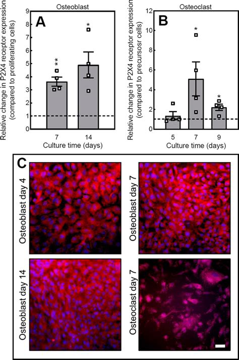 Expression Of The P2x4 Receptor By Bone Cells Analysis Of Gene