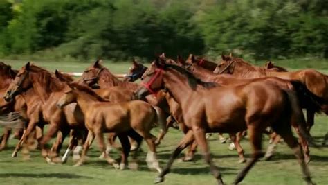 Whenever I Say Your Name Alexia And Dima Scene Si Bonusuri Din Pariu Cu Viața Pro Tv