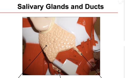 Salivary Glands Ducts Diagram Quizlet