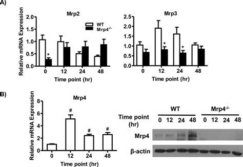 Gene And Protein Expression Analysis Of Hepatic Efflux Transporters