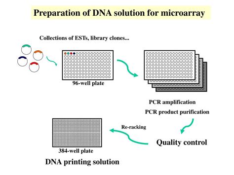 Ppt Dna Microarray Powerpoint Presentation Free Download Id6361147