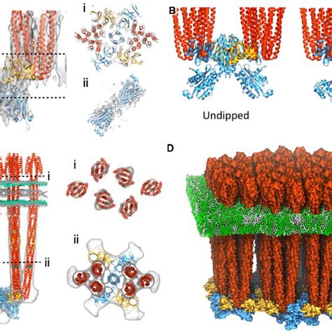 Overview Of Cryoet Applications To Chemosensory Arrays A Schematics