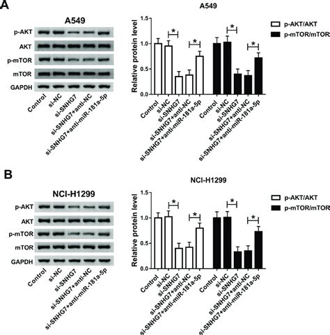 Snhg7mir 181a 5p Axis Modulated Cell Progression By Regulating