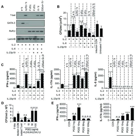 Low Dose Prostaglandin E2 Pge2 Promotes Th1th17 Differentiation In
