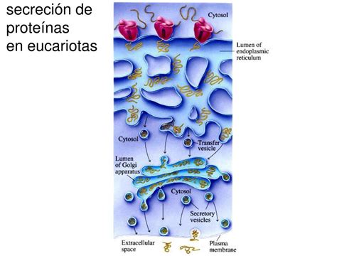 PPT 12 Control de la expresión génica en eucariontes PowerPoint