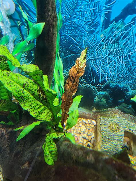 Help Diagnose Java Fern Issue Rplantedtank