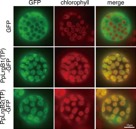 Subcellular Locations Of Gfp Fusion Proteins Transient Expression Of