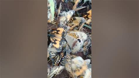 Shorts Shortsvideo Youtube