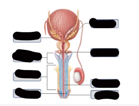 Diagram 4 Diagram Quizlet