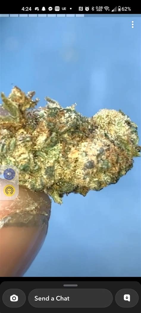 Infinity Gmo Multiple Dead Bugs Rbostontreeparty