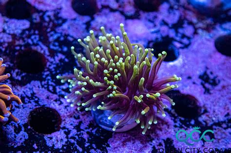 Torch Coral 101 Care Appearance And Types Feeding And More