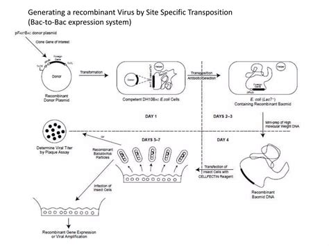 Baculovirus Expression Vector System Pptx