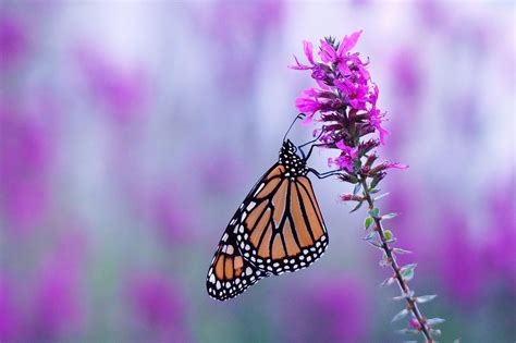 Butterfly Wallpaper For Computer 60 Images