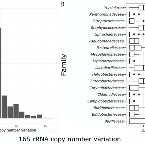 16s Rrna Copy Number Variation A 16s Rrna Gene Copy Number Variation