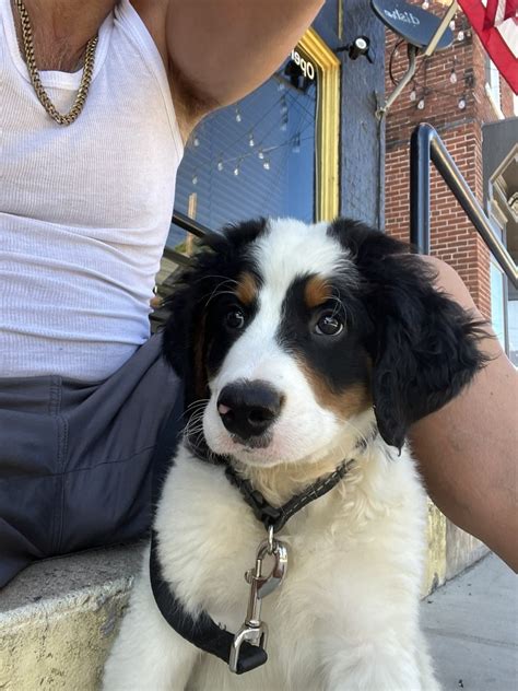 Faithful Friends Veterinary Care Updated July 2025 9194 William