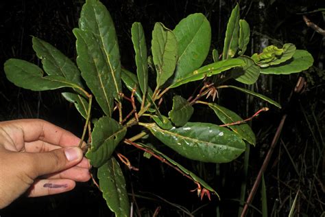 Elaeocarpus Elaeocarpaceae