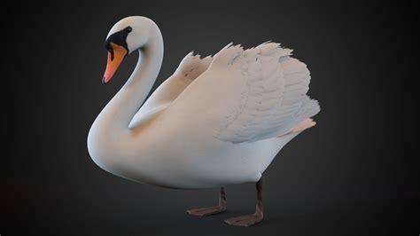 Swan Free 3d Models Download Free3d