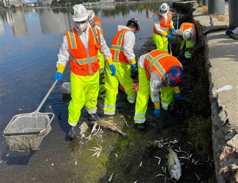 Massive Algae Bloom Could Lead To Large Scale Aquatic Die Offs In The