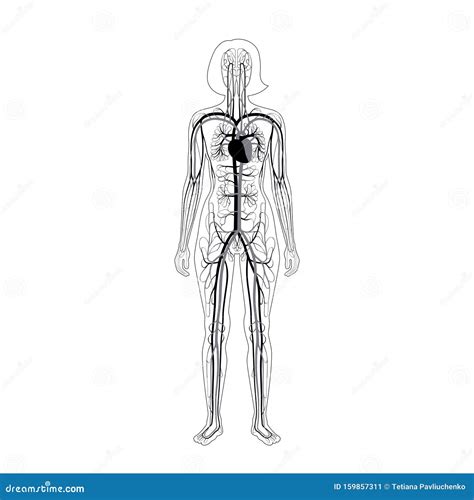 Human Arterial Circulatory System Anatomy Of Human Body Vector