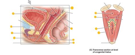 Diagram Of Median And Transverse View Of Female Anatomy Quizlet