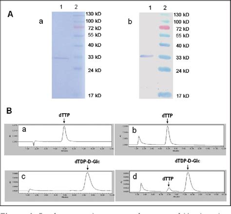 Figure 2 From Development Of A Colorimetric Assay And Kinetic Analysis For Mycobacterium