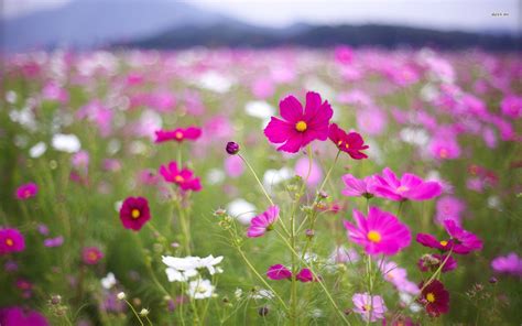 바탕화면 배경화면 세상에서가장아름다운꽃 꽃밭 해변꽃 장 사진다운받기 고화질 빈티지 선명한사진모음 네이버 블로그