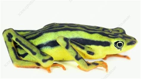 Elegant Stubfoot Toad Stock Video Clip K0041442 Science Photo