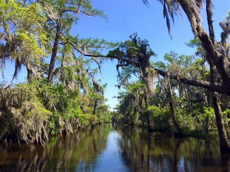 Bayou Swamp Tours The 1 Swamp Tour In New Orleans
