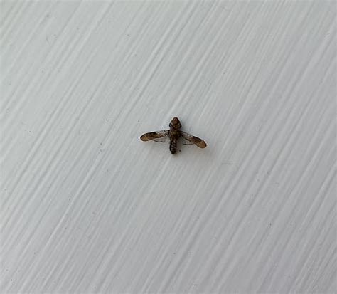 Unknown Bug With Triangular Head 2 Sets Of Wings United States