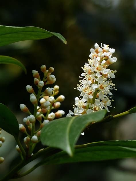 Kostenlose foto Baum Natur Ast blühen Weiß Frucht Blatt Blume