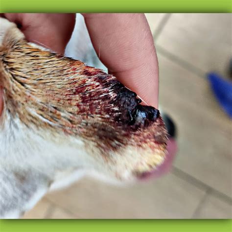 Vasculitis La Vasculitis Clínicas Veterinarias Perseo