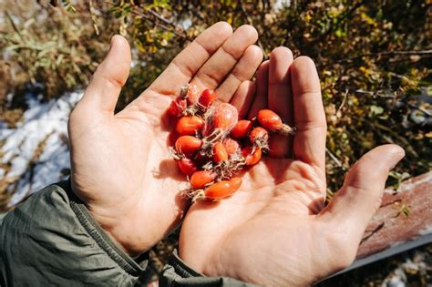 Premium Photo Rose Hips Piled In Male Hands Over Dry Wild Grass