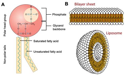 Lipid Bilayer Diagram