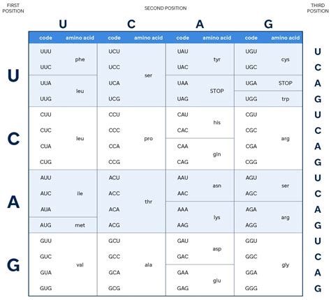 Translation Introduction To Genomics For Engineers