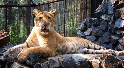 Os Maiores Felinos Do Mundo