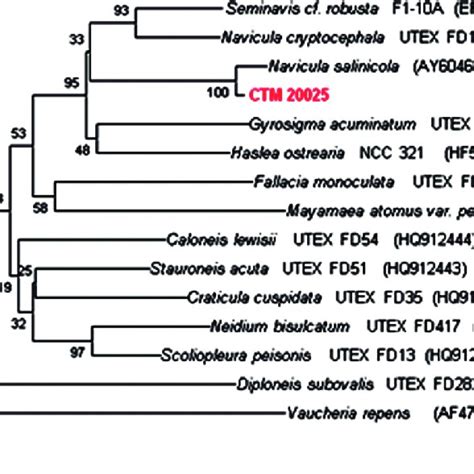 Phylogenetic Tree Based On Sequence Of Rbcl 3p The Tree Was Download Scientific Diagram