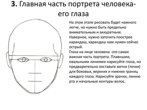 Конструкция головы человека и ее основные пропорции презентация онлайн