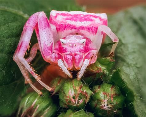 Pink And White Crab Spider 10 Crab Spider New York Royalty Free Photos