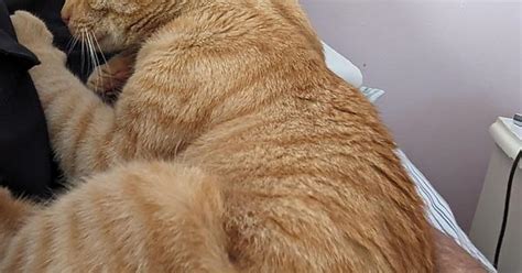 Rubio The Tornado Cat Album On Imgur