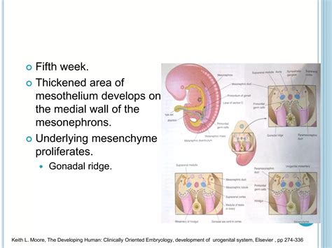 Sexual Development Ppt