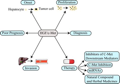 Frontiers The Function Of The Hgf C Met Axis In Hepatocellular Carcinoma