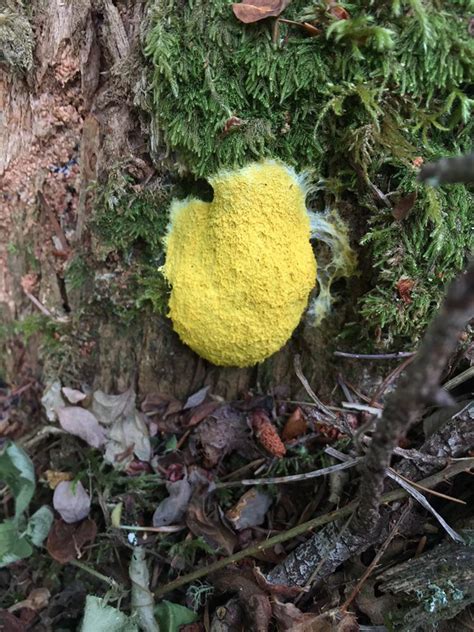 Cool Yellow Blob What Is It Rmycology